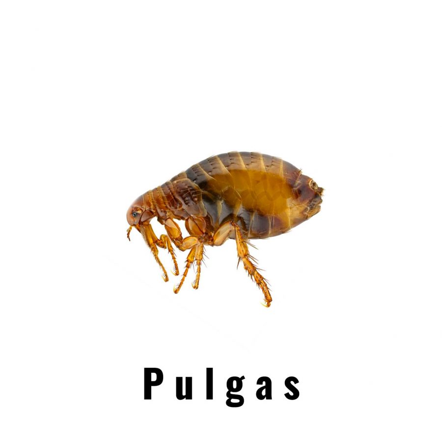 Control de pulgas en Tarragona - controlatlas.com