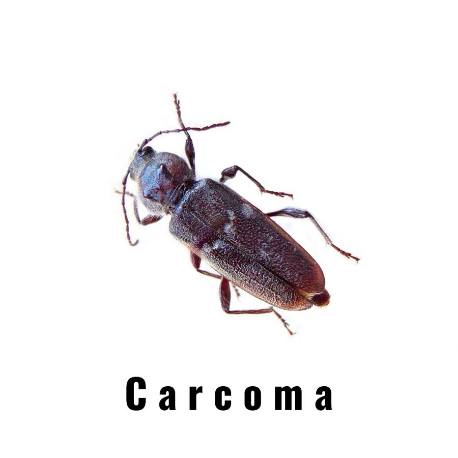 Control de plaga de carcoma de la madera en Tarragona
